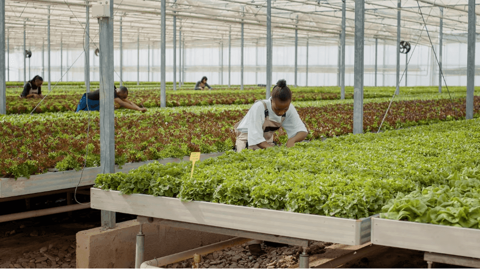 IHESA – Educational Training Model